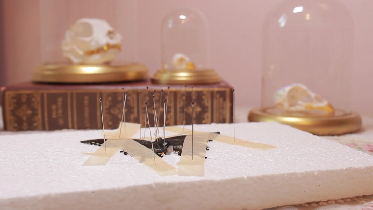 how to pin butterflies | art by jordan rae