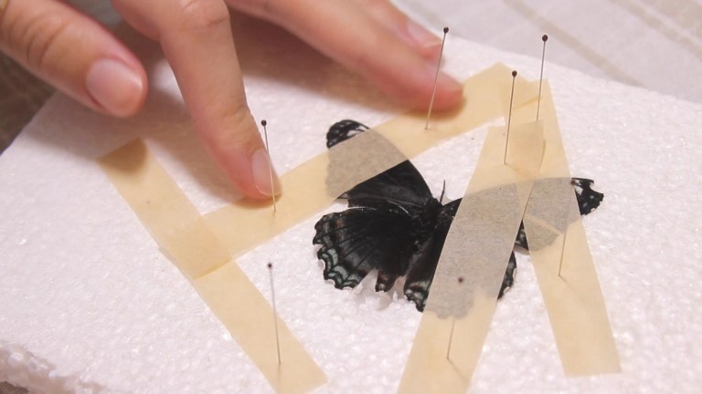 how to pin butterflies | art by jordan rae