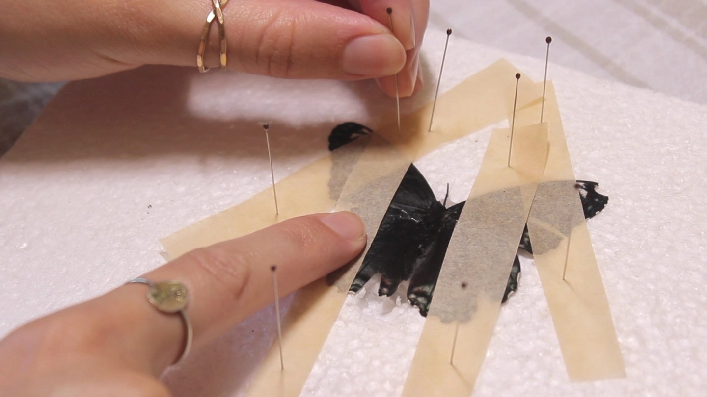 how to pin butterflies | art by jordan rae