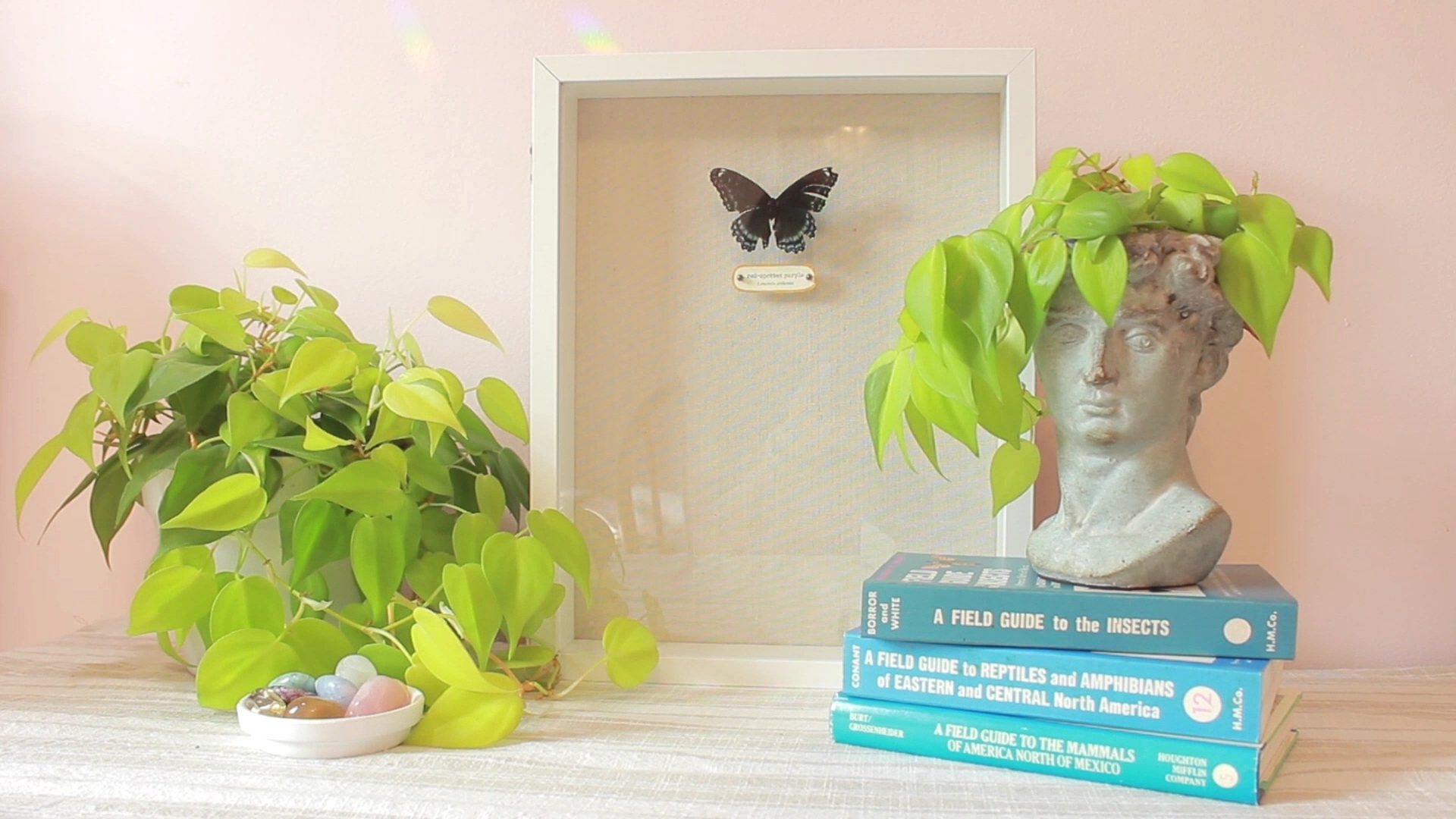 how to pin butterflies | art by jordan rae