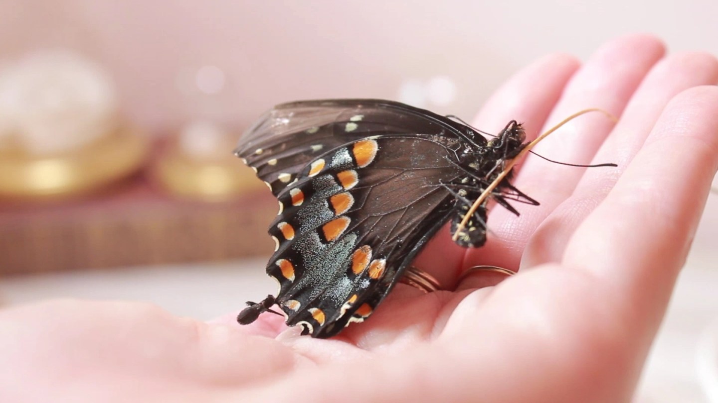 how to pin butterflies | art by jordan rae