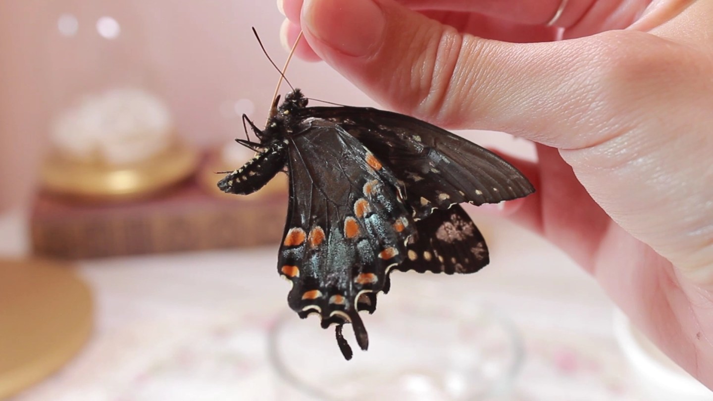 how to pin butterflies | art by jordan rae