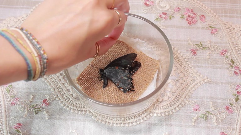 how to pin butterflies | art by jordan rae