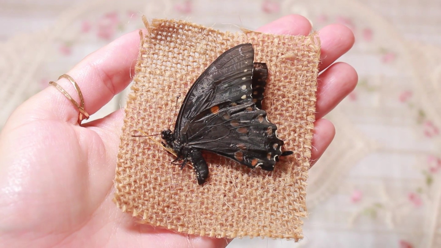 how to pin butterflies | art by jordan rae