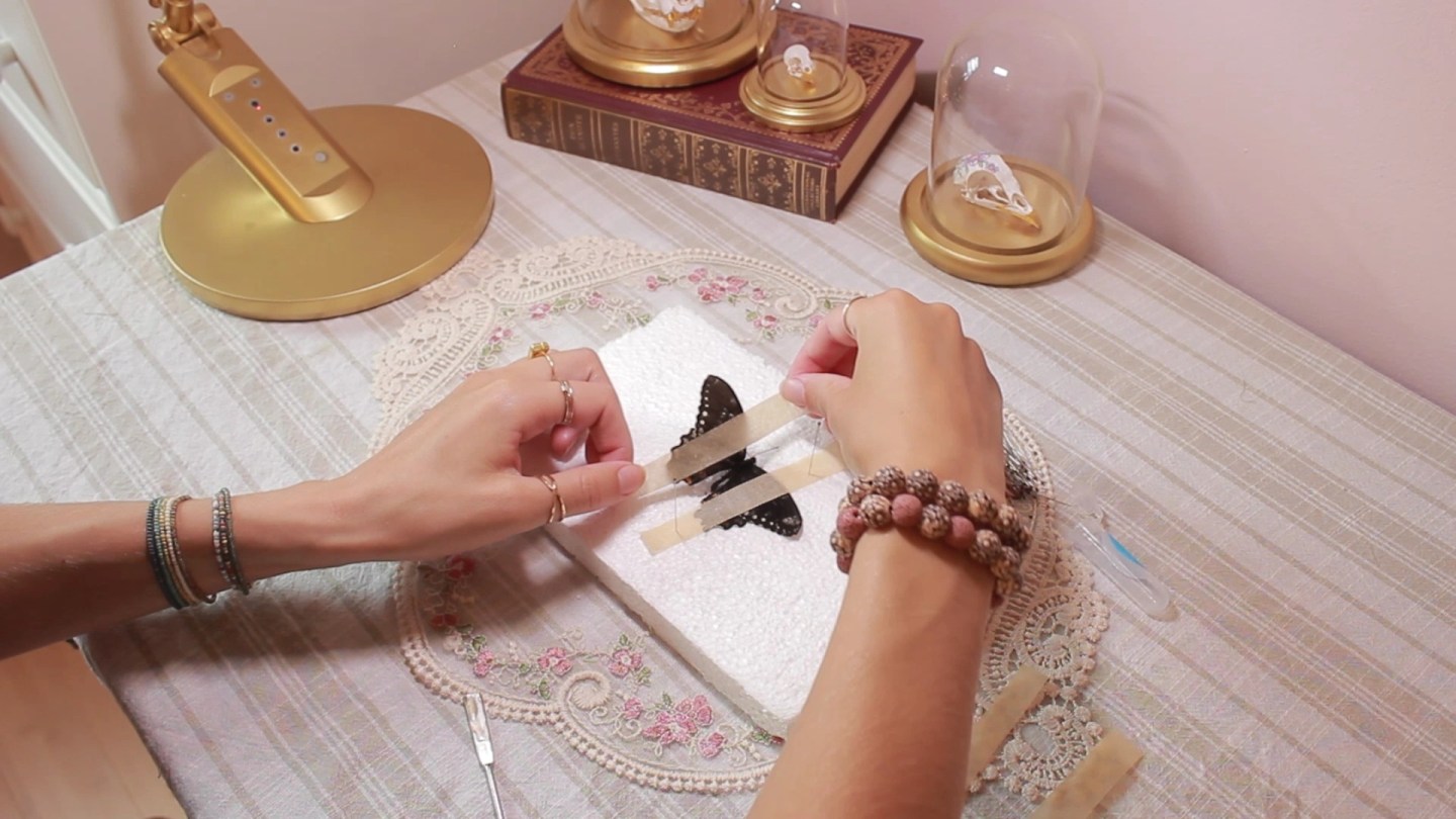 how to pin butterflies | art by jordan rae